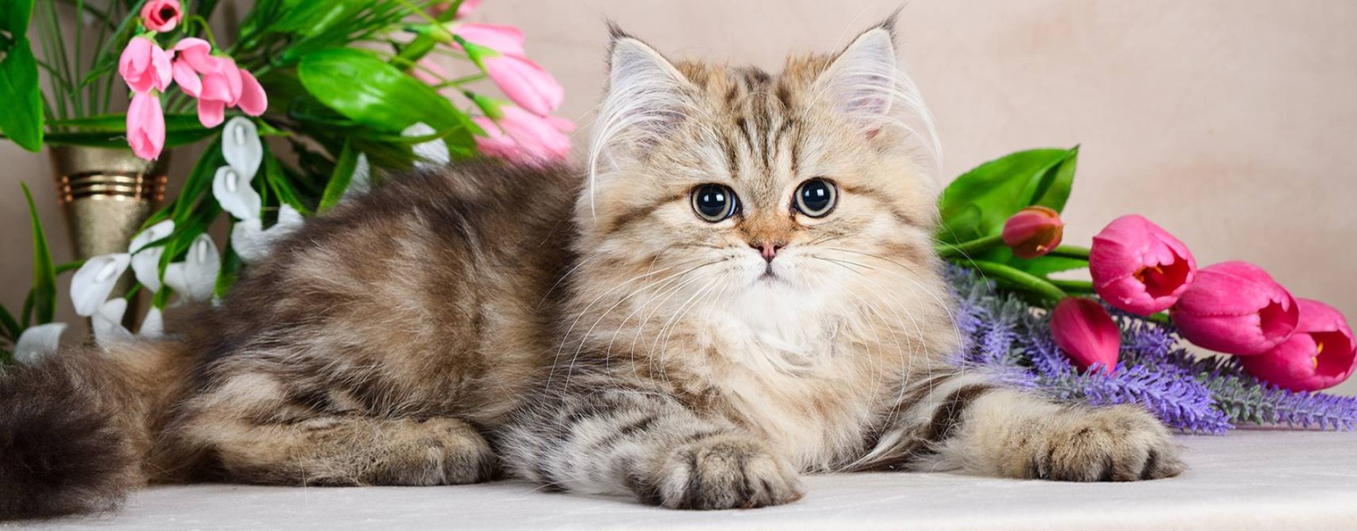 Питомник "ADELVEST" и "JOIE MOELLEUSE"💎❤💎