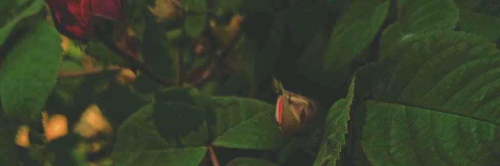 Ароматный Авантюрист