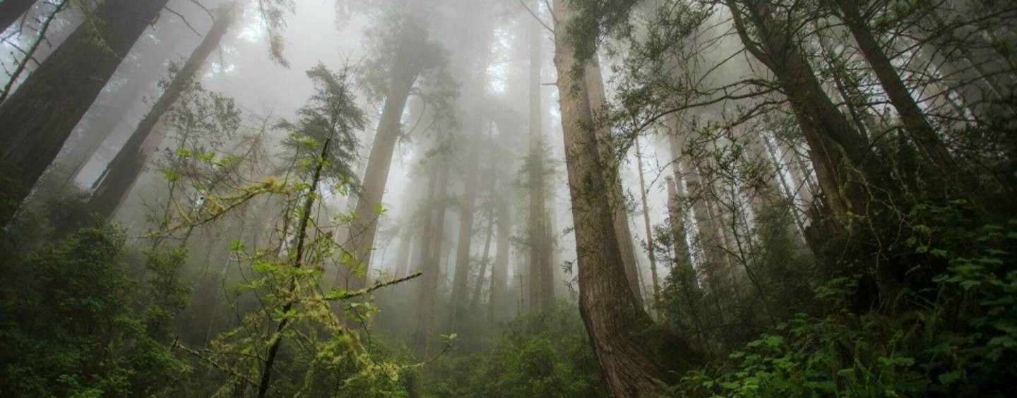 Релакс в тайге