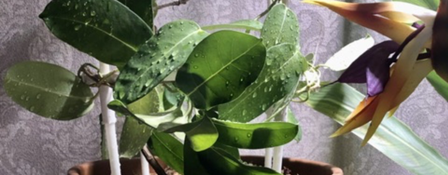 Натали Парк Flower