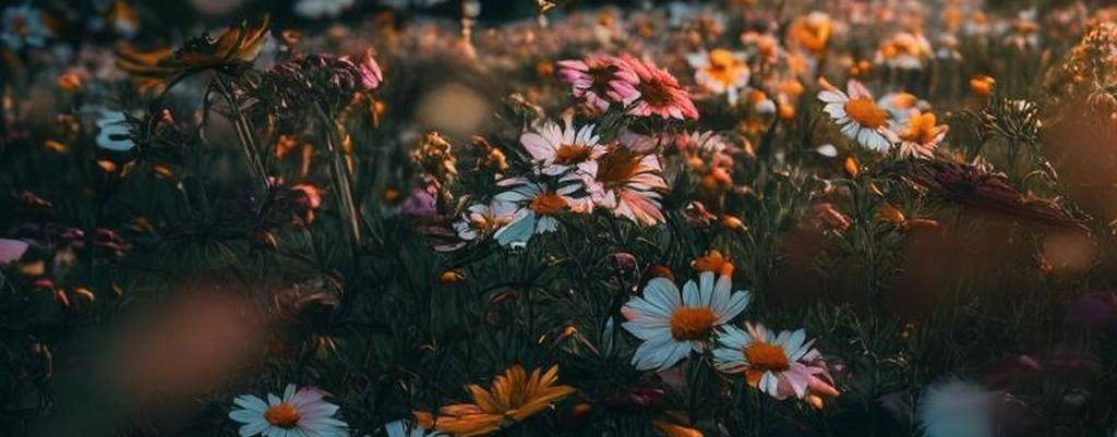 ♦️ Mityai Kazan' ♦️