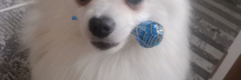 Захар и Братишка 🐶