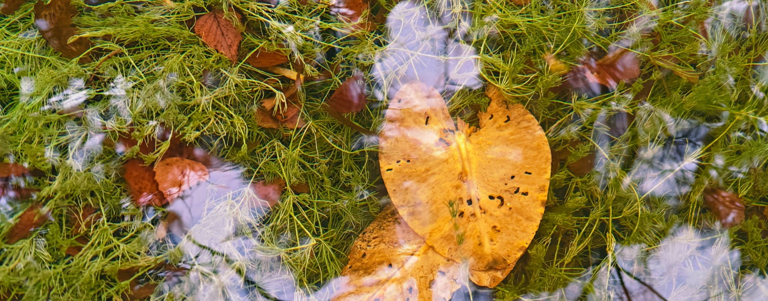 Разноцветный Шов