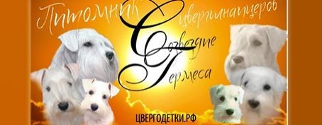ЦВЕРГОДЕТКИ