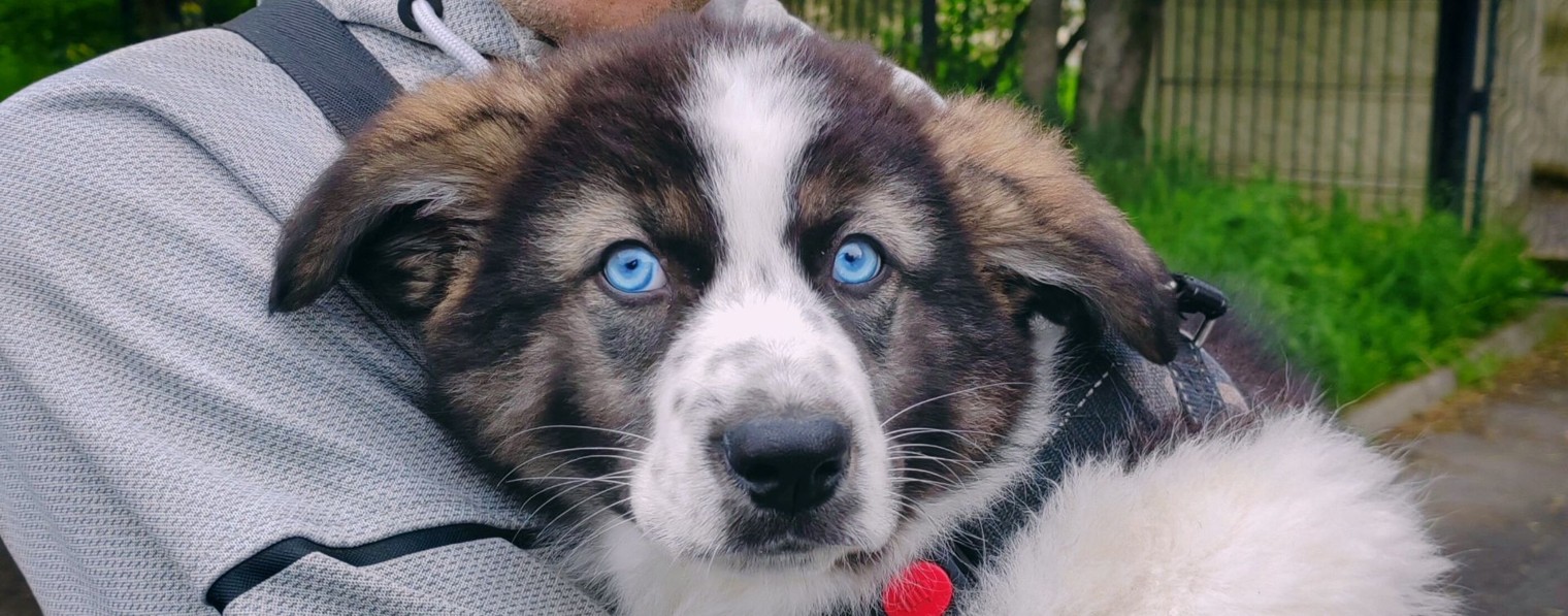 София и Павел. Метис хаски по имени Граф.