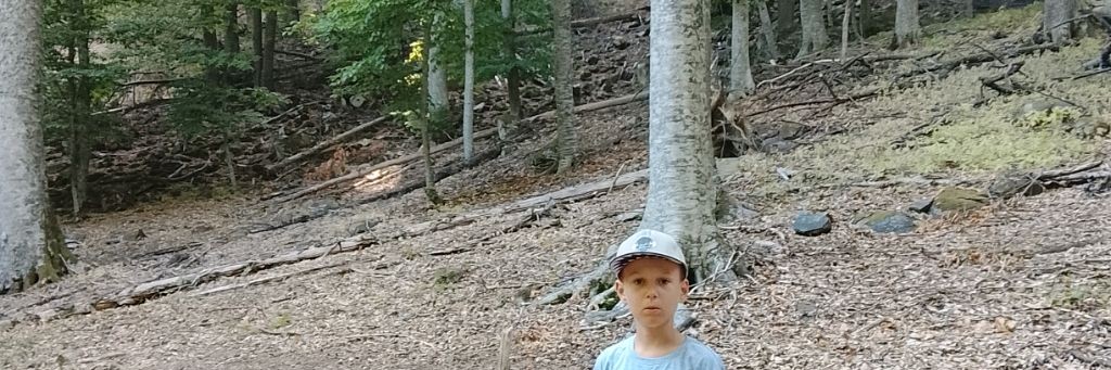 Драгон Канелони