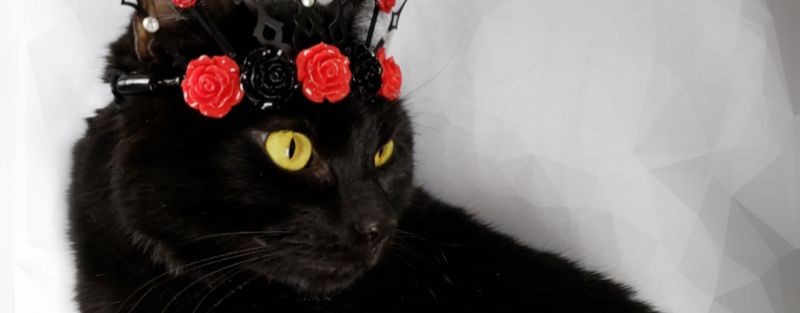 КОШКИН-МИР