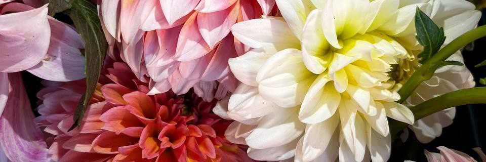 Ирина Кубанская