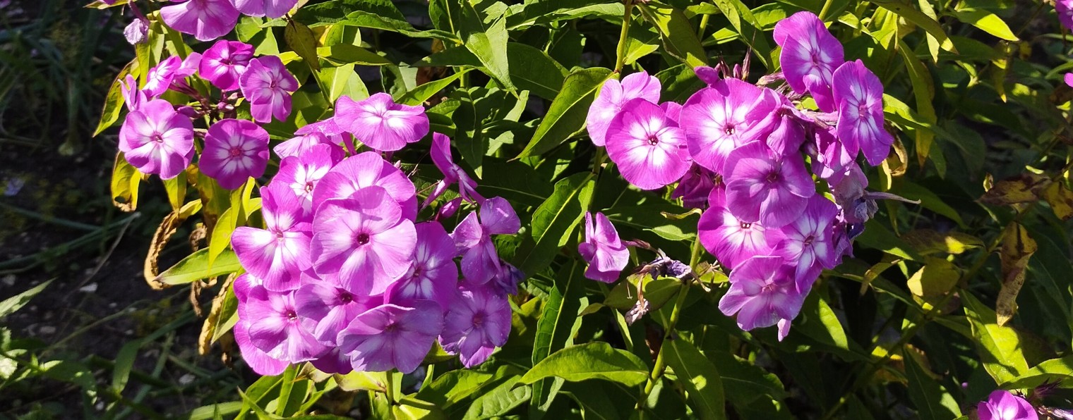 Нелли на даче