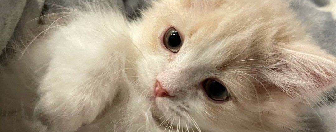 𝑘𝑜𝑡𝑒𝑢𝑘𝑎