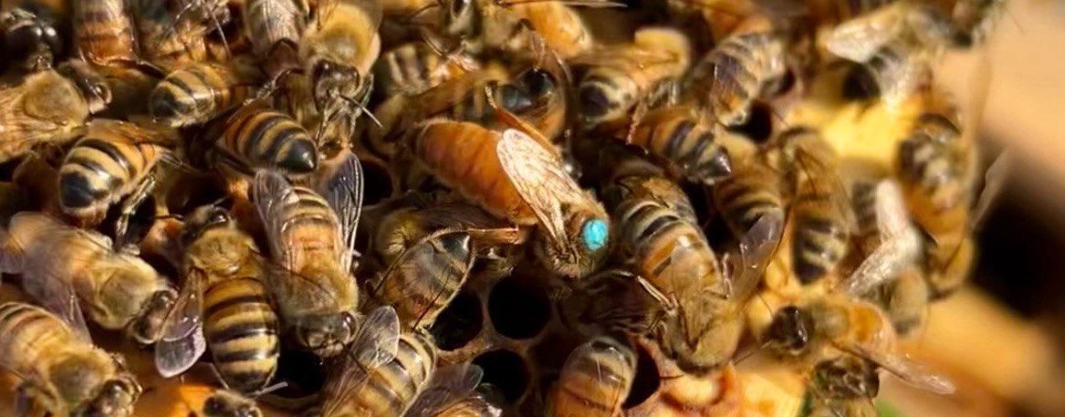 Пасека Леденёвых