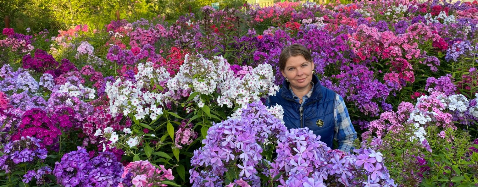 Сад Флоксов