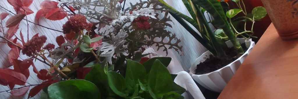 💮Цветочные обзоры💮