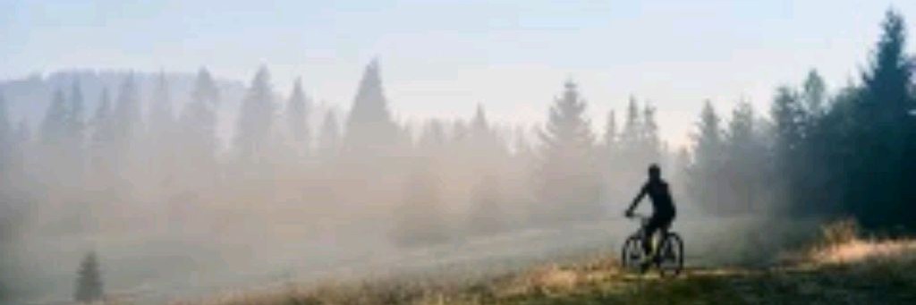 ЛЕСНОЙ 🌲 ДНЕВНИК