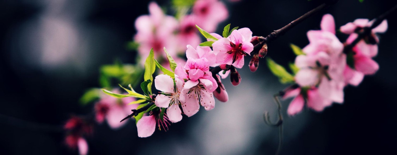 ❤️️🌹❤️️Алла Мартынова