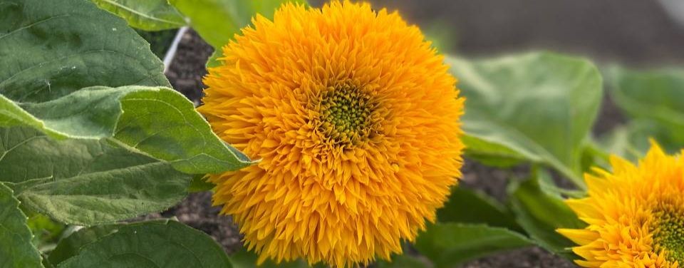 Жизнь с улыбкой: мой путь