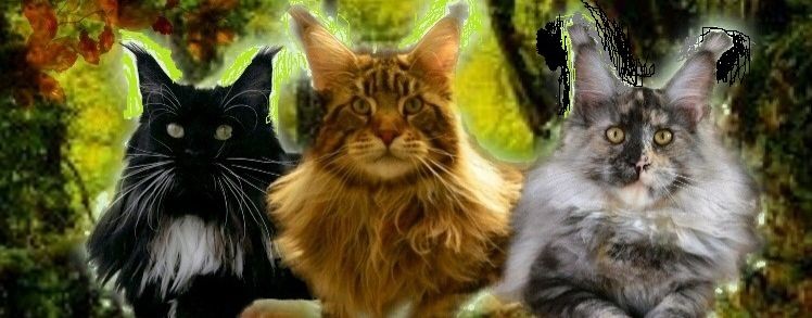 Питомник кошек породы мейн кун "ANiTaCoon"