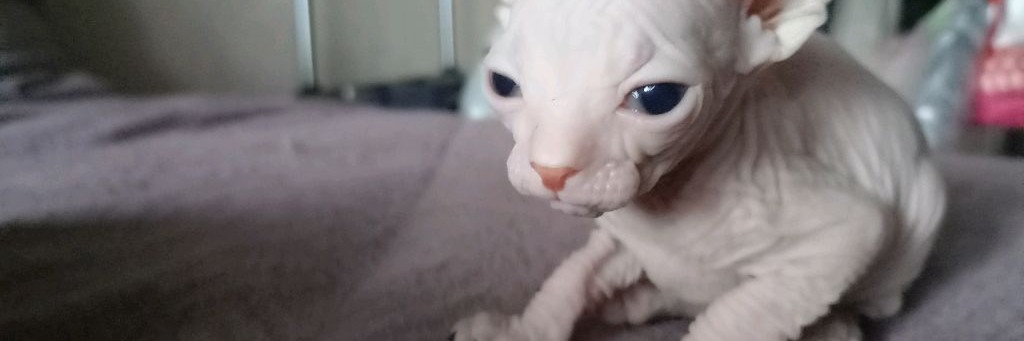 Кот Ленин