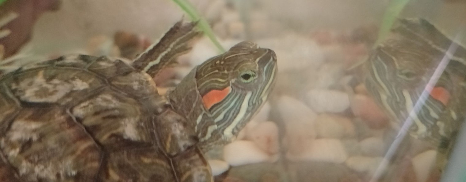 краснаушки пушки