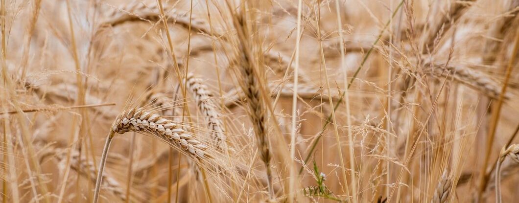 Агрорус и Ко