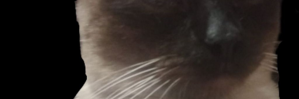 Пандори И Плюш🐼🐈 🇷🇺