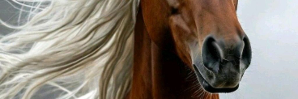 Collekta (конный клуб) 🐧🌊🌊🌊