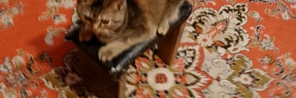 Дашка Милашка Лабубяшка