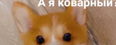 КОРГИ КОРЖИК (фан) привет хьыч