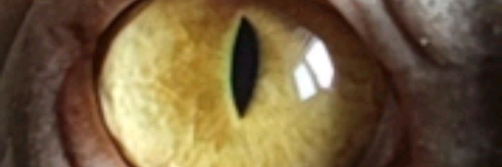 🐾Питомник канадских сфинксов "Стелла Фортуната"🐾