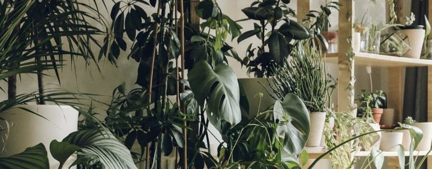 Татьяна Яшина | No Drama Plants