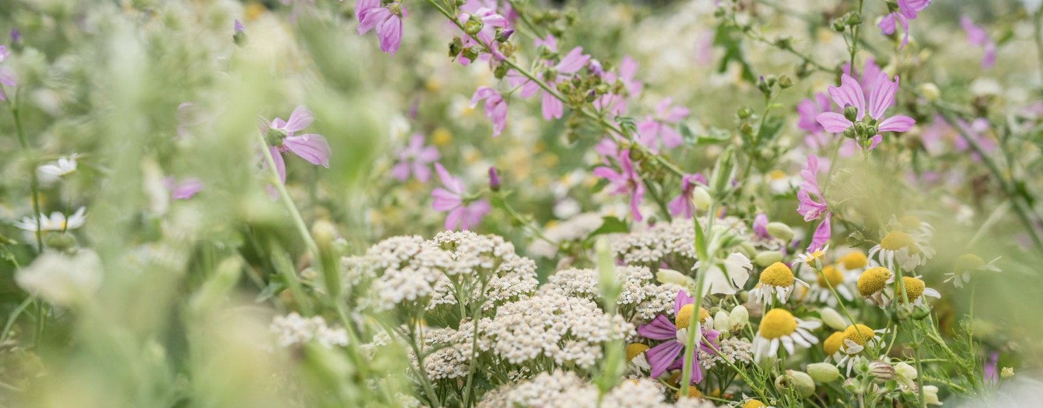Натуральная косметика •  Дикий ПИОН