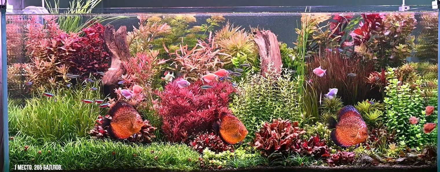Nemo Light