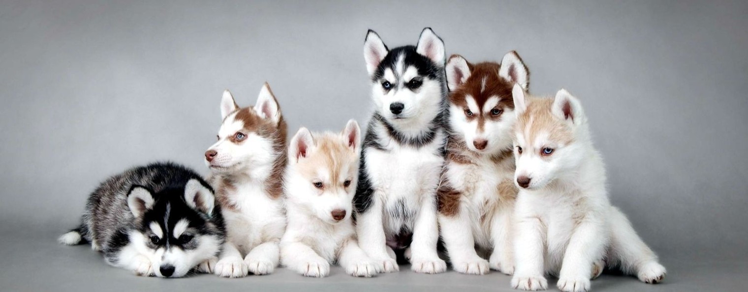 Два окна: песни и крылатые фразы