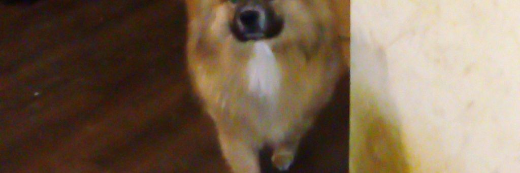 Лис