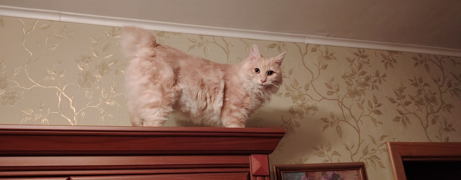Записки старого кота
