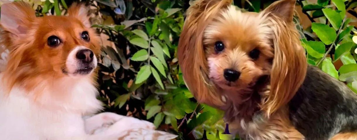 Оксана Life Мои хвостики:)