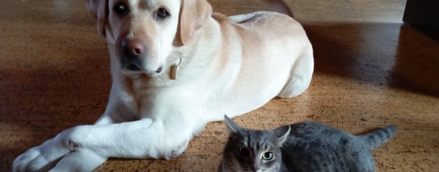 Собака Персик и кот Сева