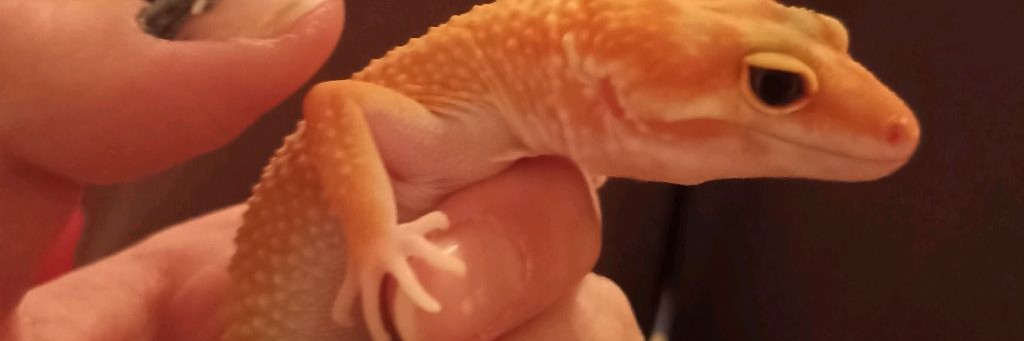 Фигурки Собак и Волков 🐶🐺