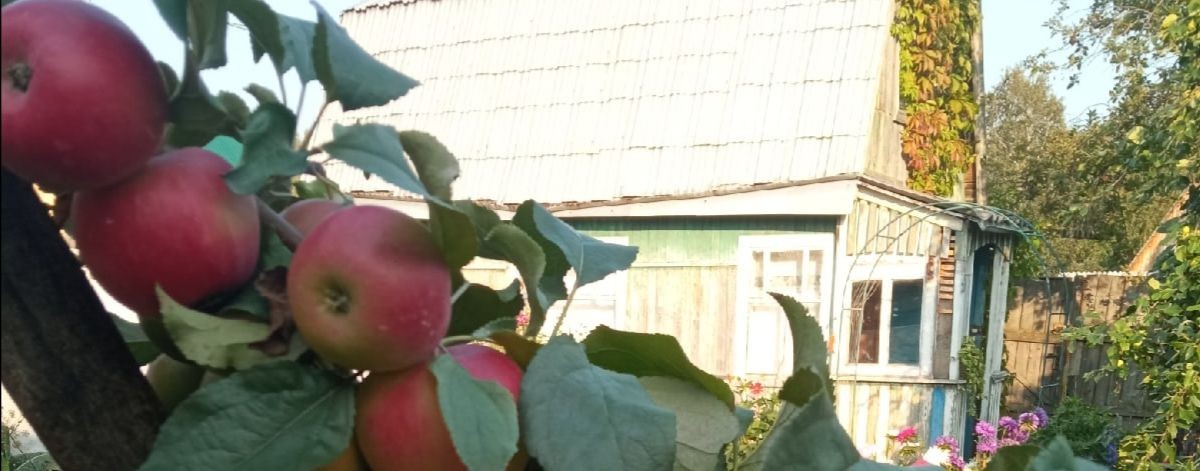 Дачные истории.