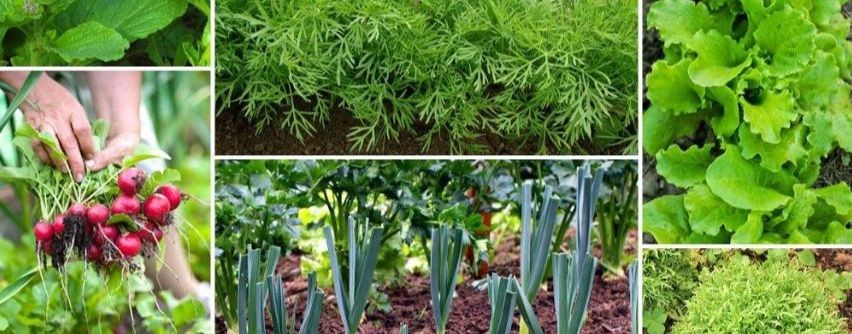 УДачный садовод