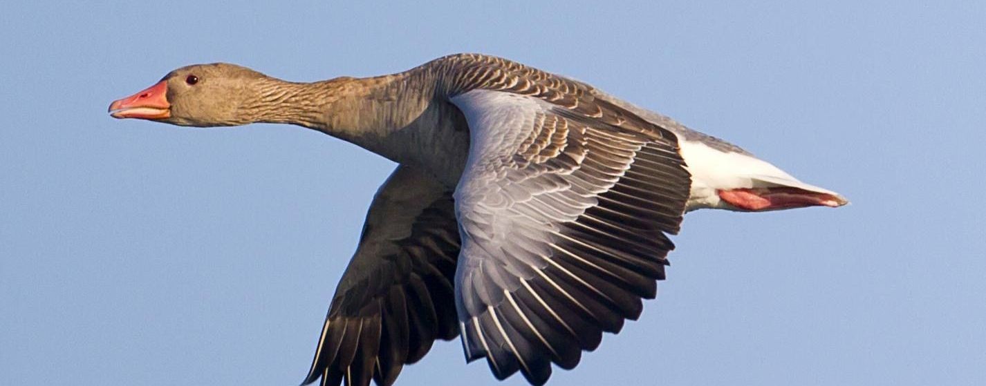 илюха хлопуха