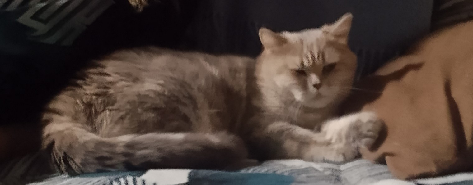 Владислав Добрый кот