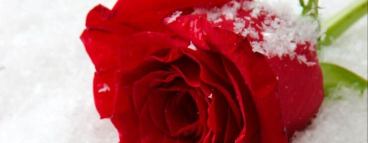 Сабурова Ирина - Талдом