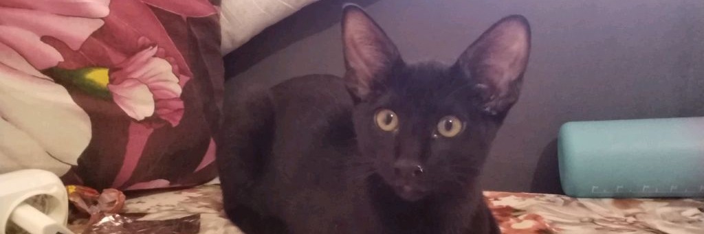 🎀🐈 ❀ Смешная ириска Ева ☆ 💖♍