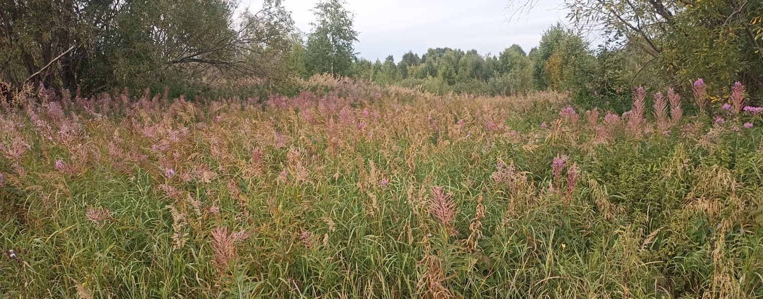 Рубиновый рассвет