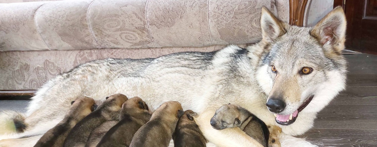 Nataliа.fed.vlcak_acti