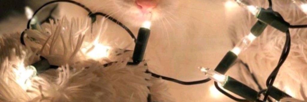 🌜😻Cute Cat😻🌛