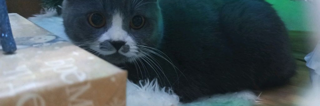 Кирилл шутер (новый год)