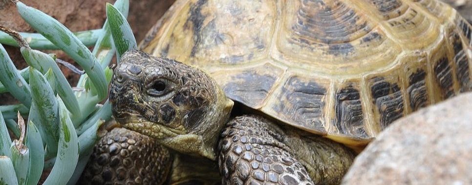 Котик-Лотик❤️🐈🐈⬛