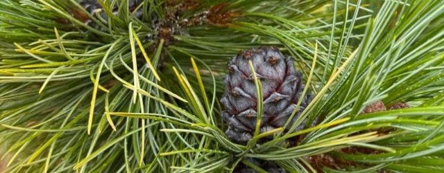 Владимир Владимирович.